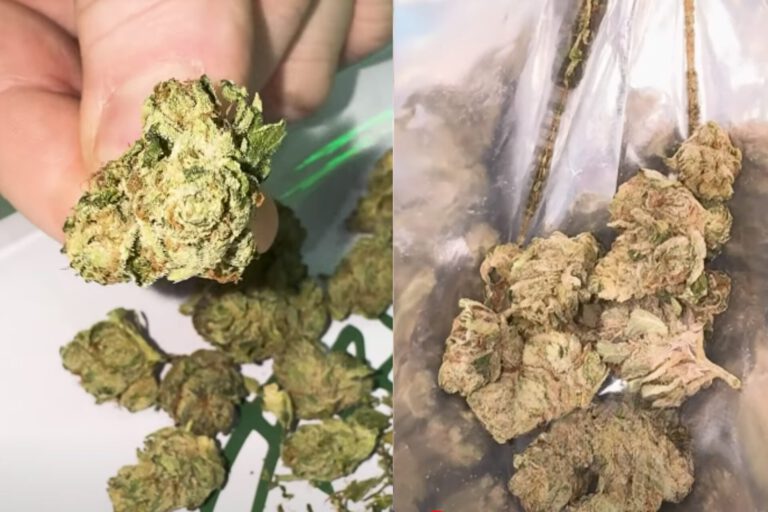 Galaxy Walker OG 18% recenzja Medycznej Marihuany od S-Lab - Cannabis Spot